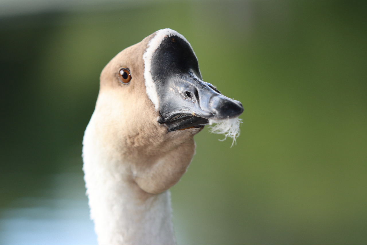 Reddish Vale Country Park … - rainy city photo blog