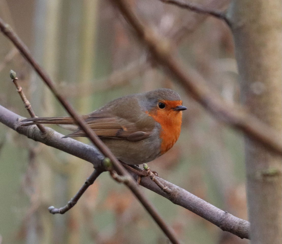 Little Robin Redbreast – a common sight - rainy city photo blog