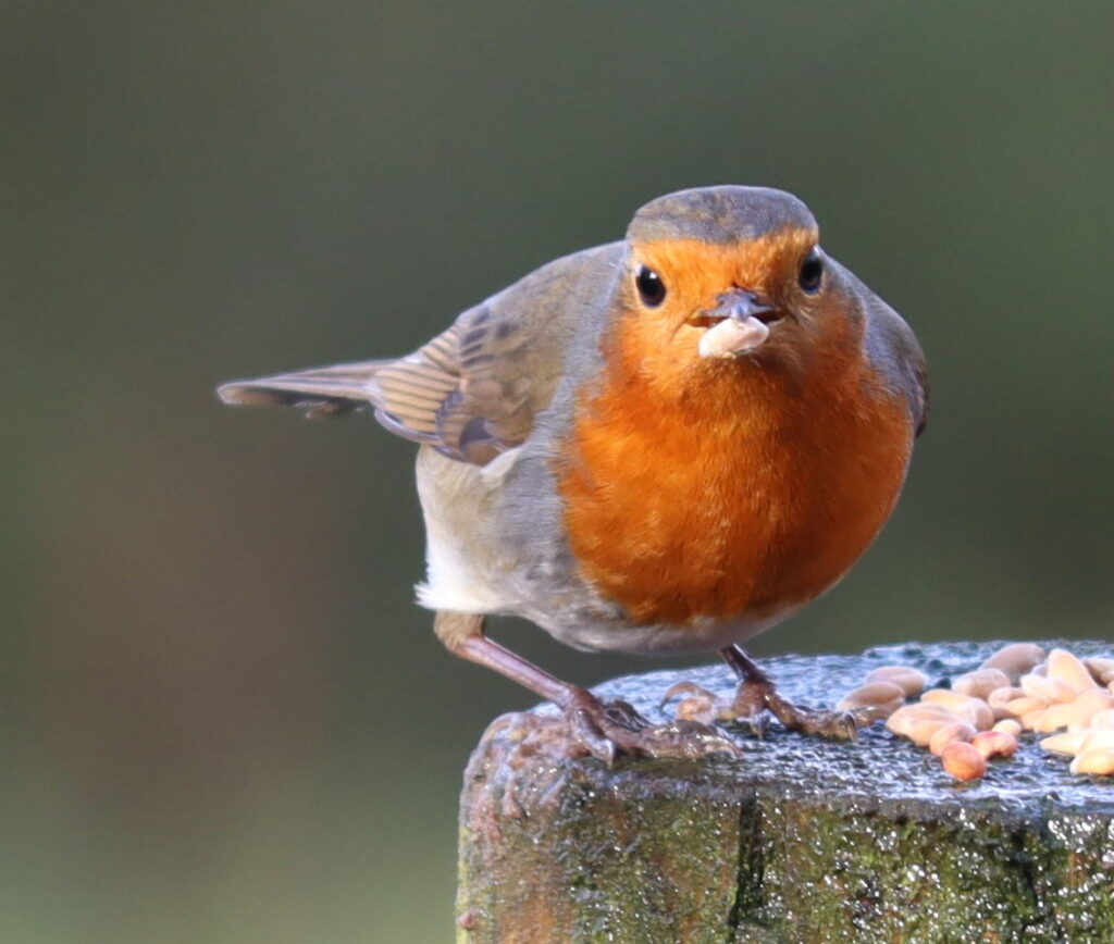 Little Robin Redbreast – a common sight - rainy city photo blog