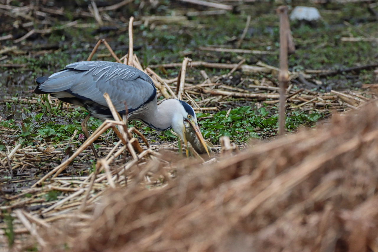 Visiting Daisy Nook Country Park – in the Medlock Valley - rainy city ...