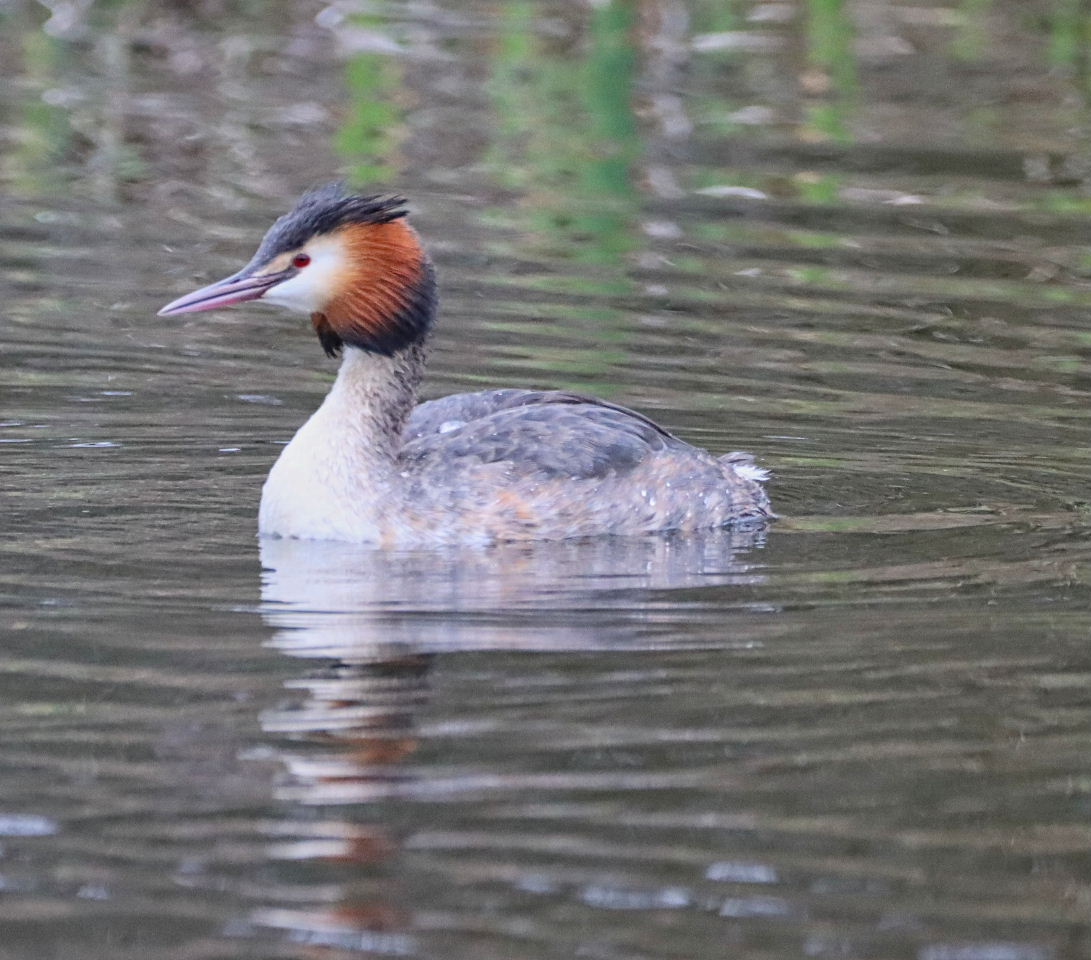 Visiting Daisy Nook Country Park – in the Medlock Valley - rainy city ...