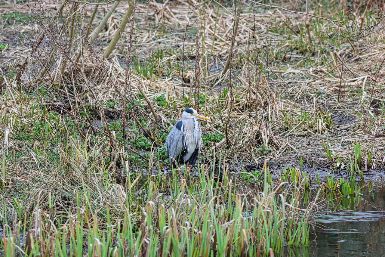 Visiting Daisy Nook Country Park – in the Medlock Valley - rainy city ...