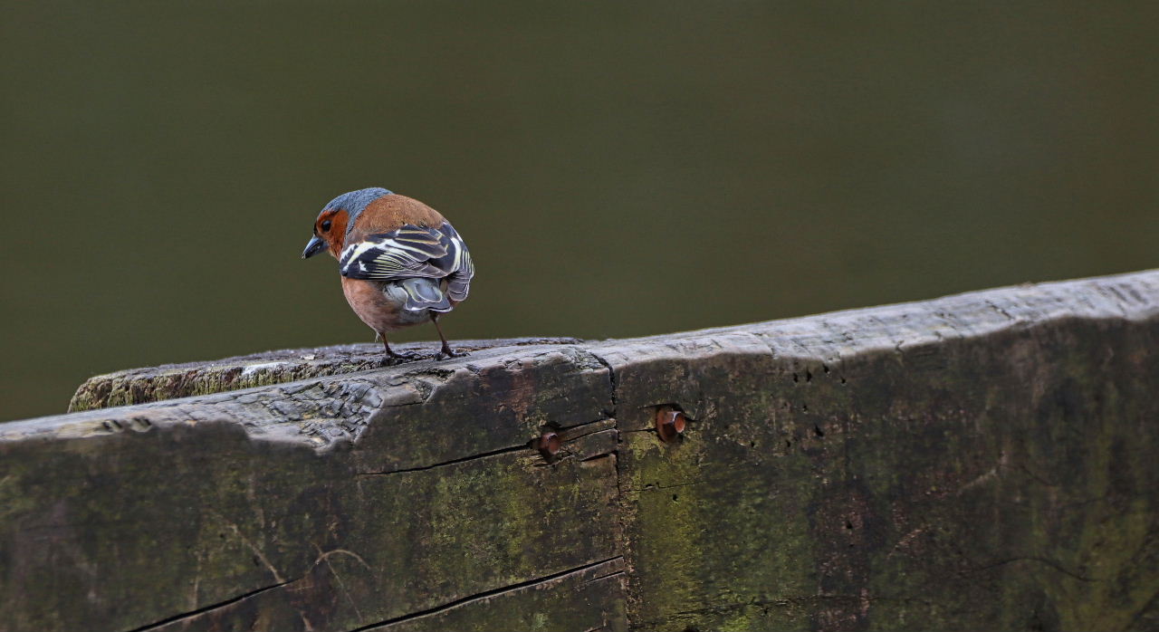 Visiting Daisy Nook Country Park – in the Medlock Valley - rainy city ...