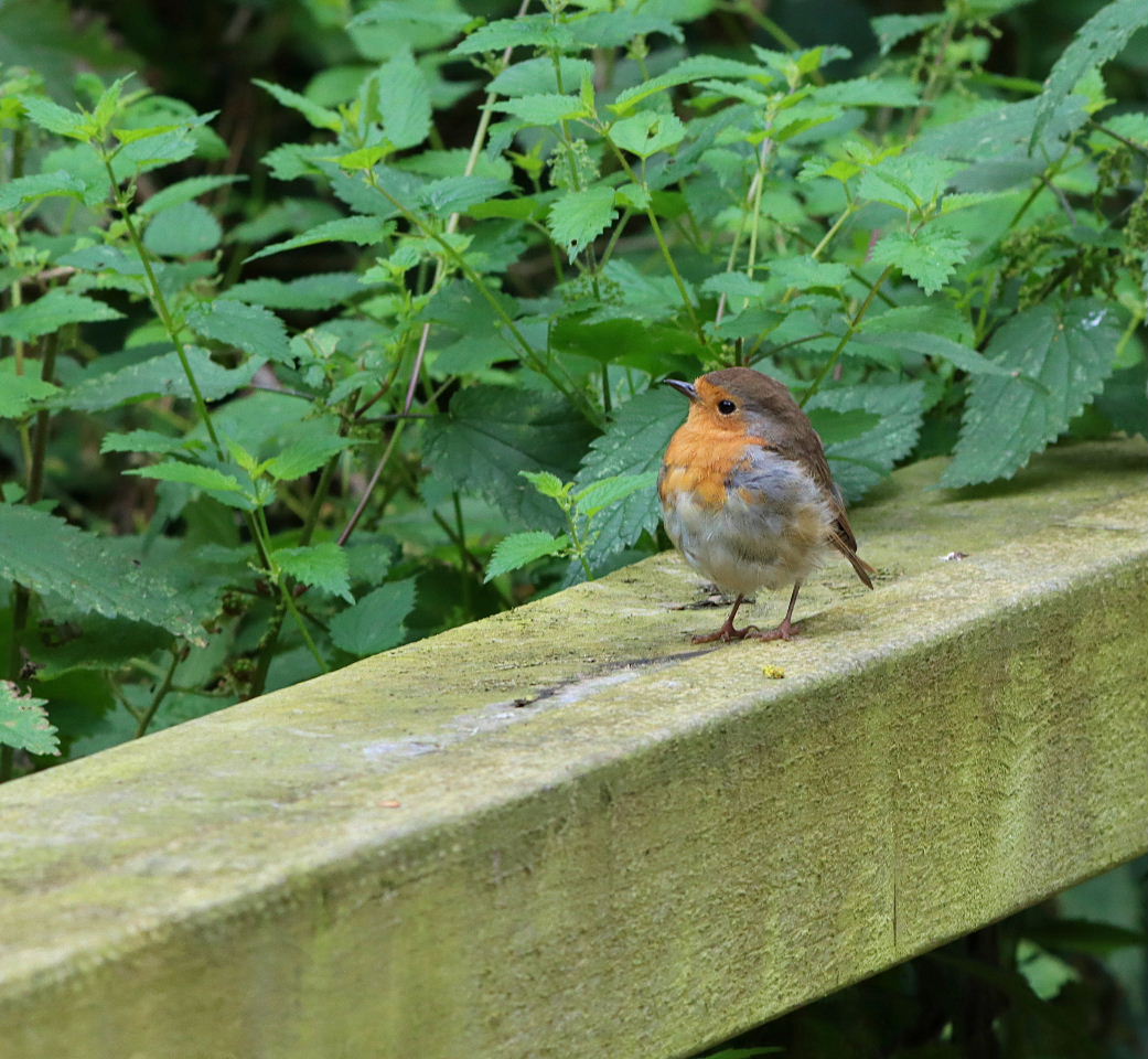 August visit to Burton Mere Wetlands – RSPB Reserve - rainy city photo blog