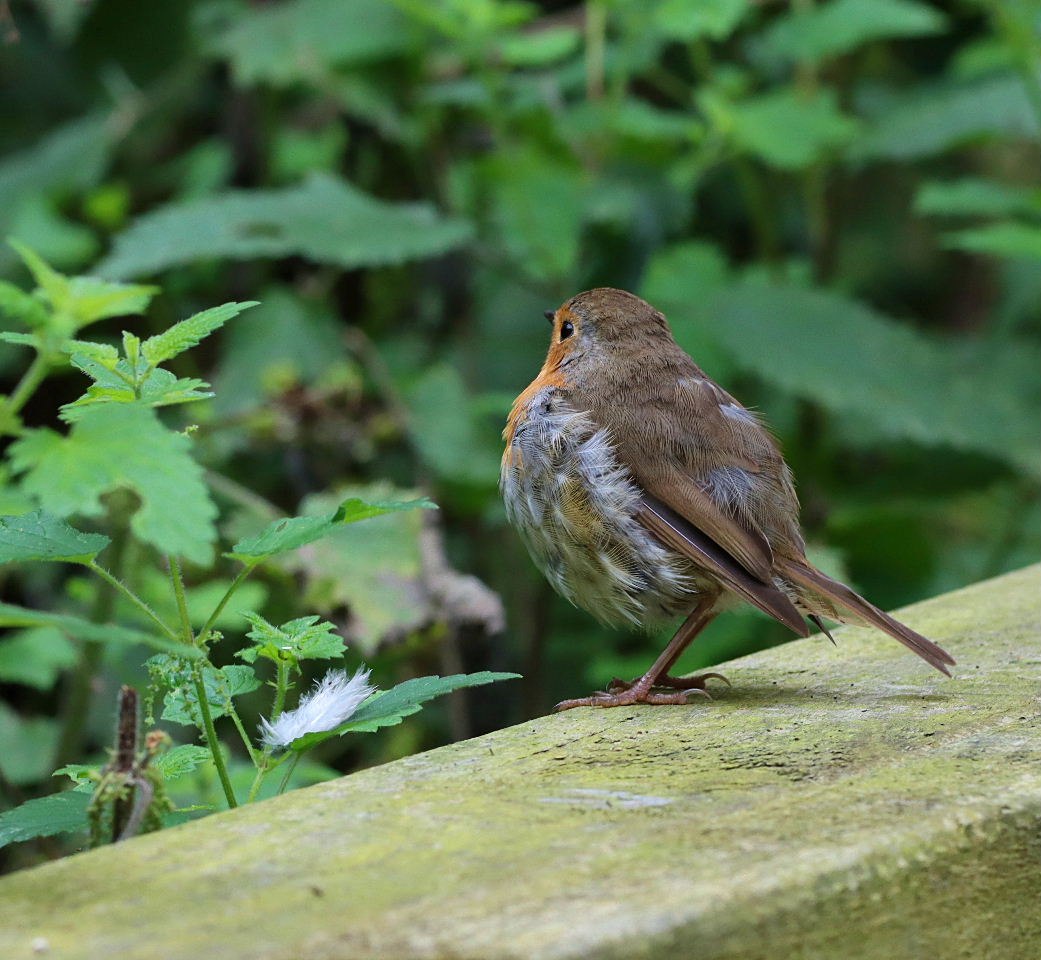 August visit to Burton Mere Wetlands – RSPB Reserve - rainy city photo blog