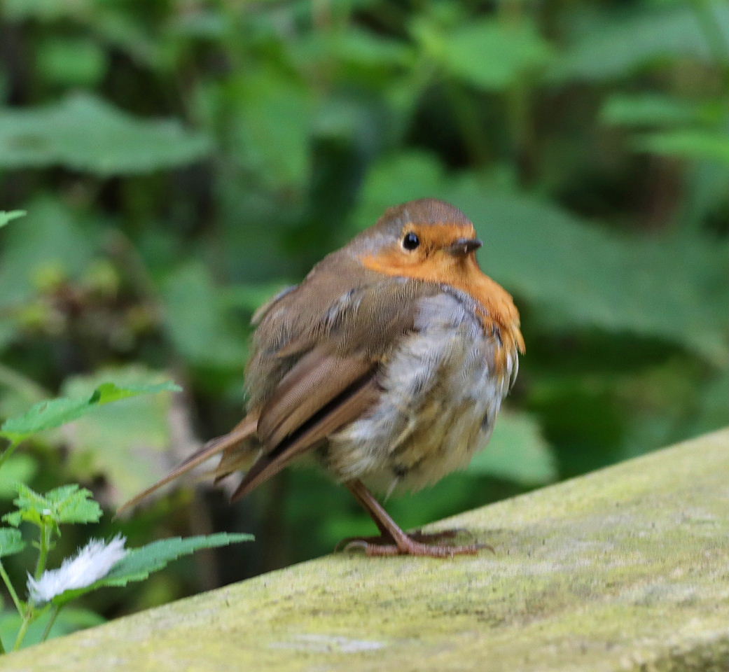 August visit to Burton Mere Wetlands – RSPB Reserve - rainy city photo blog