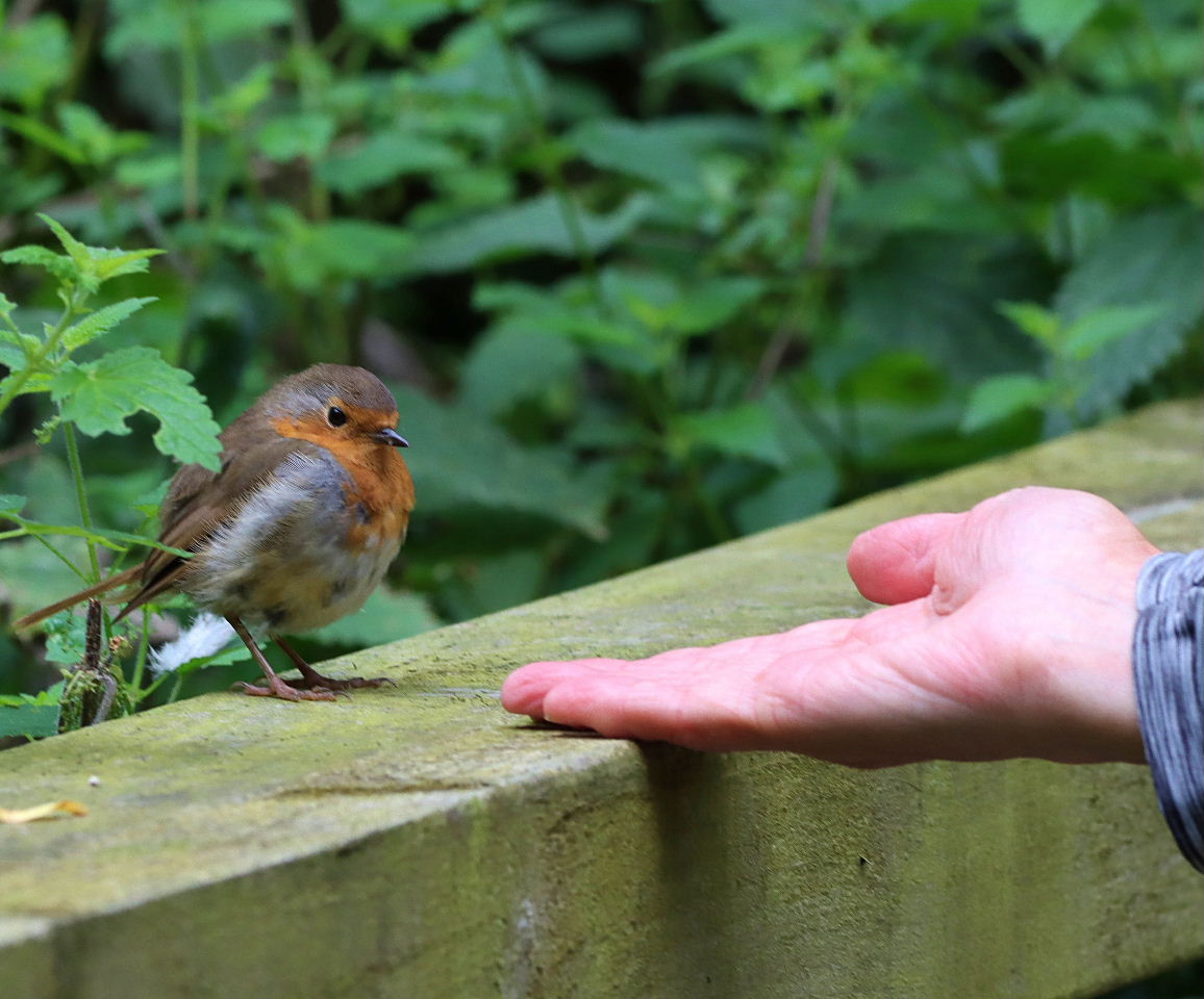 August visit to Burton Mere Wetlands – RSPB Reserve - rainy city photo blog