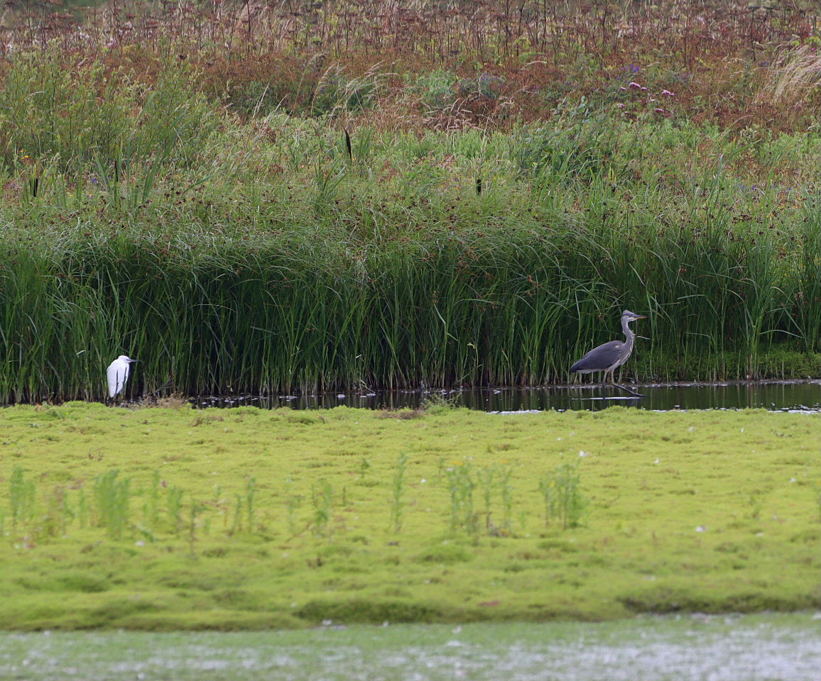 August visit to Burton Mere Wetlands – RSPB Reserve - rainy city photo blog