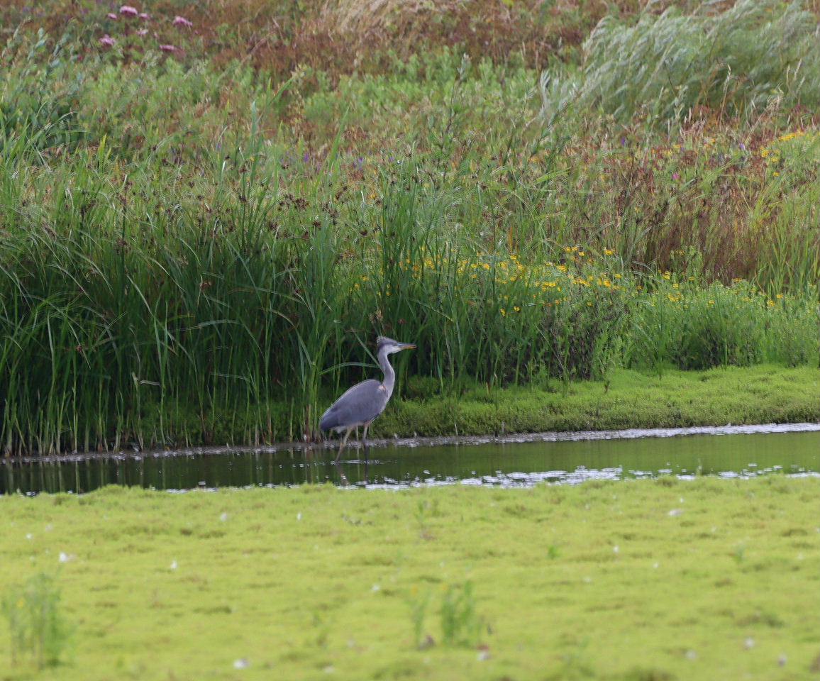 August visit to Burton Mere Wetlands – RSPB Reserve - rainy city photo blog