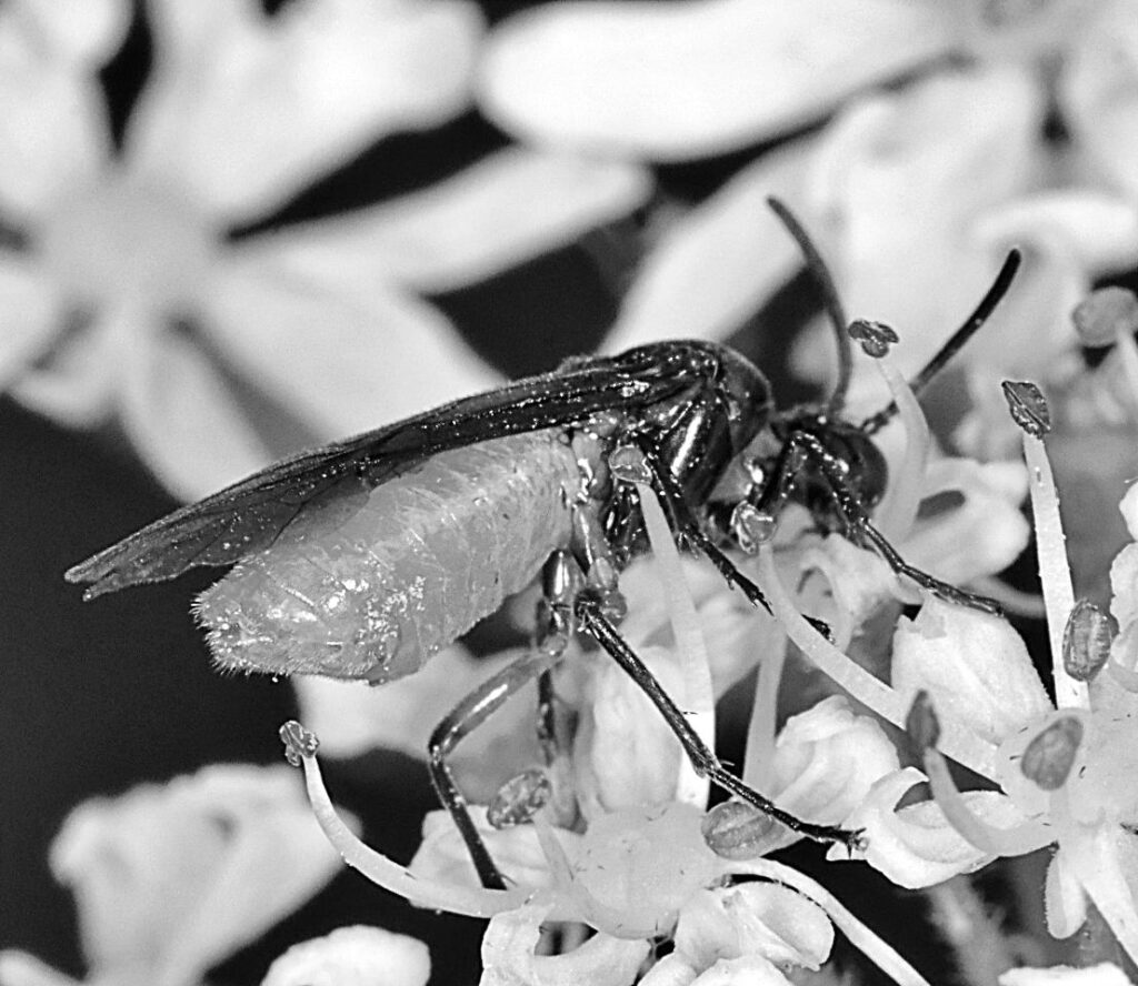 Macro photography with the Sigma 105mm – insect close ups - rainy city ...