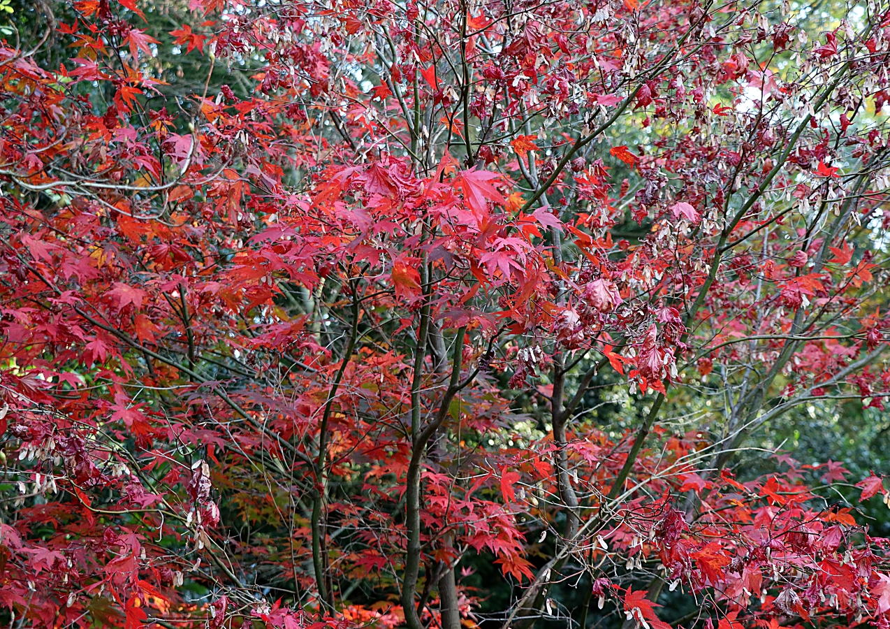 Autumn Dunham Massey National Trust - rainy city photo blog